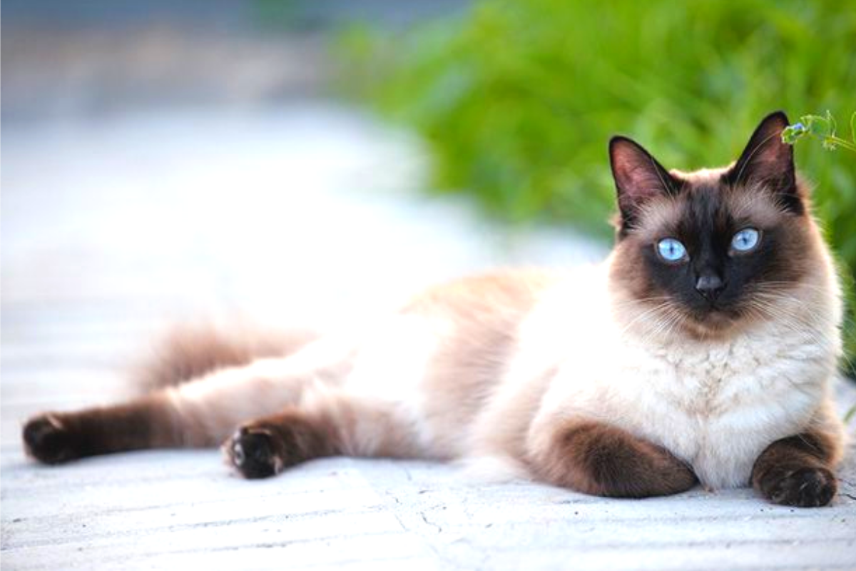 Gatos para Niños: conoce los 10 mejores - Mininos.es