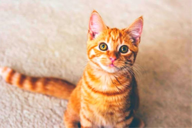 Gato común europeo - Mininos.es