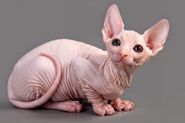 Razas de Gatos Raros: descubre las más conocidas - Mininos.es