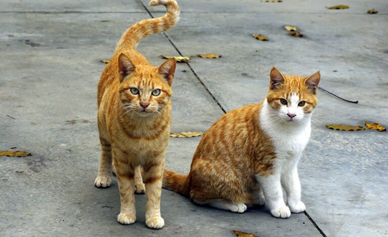Razas De Gatos Perfecto Para Tu Hogar Mininos Es