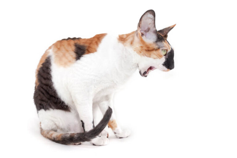 Vómitos en gatos: causas, síntomas y tratamiento - Mininos.es