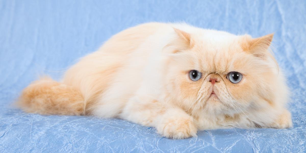 Gato del Himalaya (también conocido como persa Colorpoint) - Mininos.es