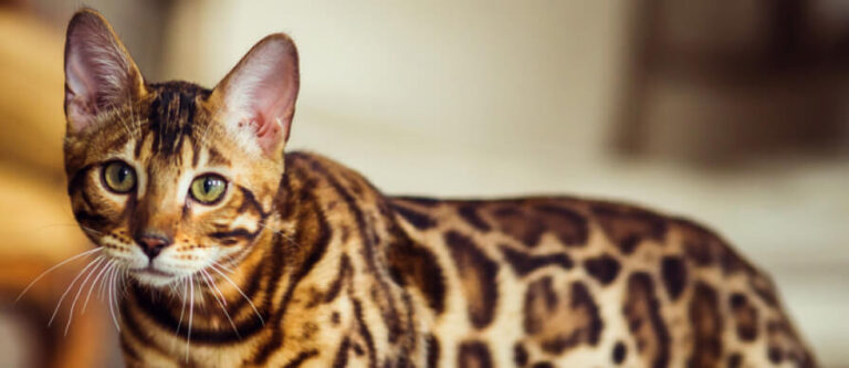 Lista de Razas de Gatos - Tipos de Gatos - Mininos.es