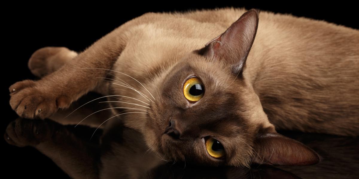 Raza de gato birmano: tamaño, apariencia y personalidad - Mininos.es