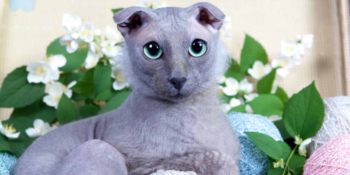 Raza de gato ucraniano Levkoy: tamaño, apariencia y personalidad ...